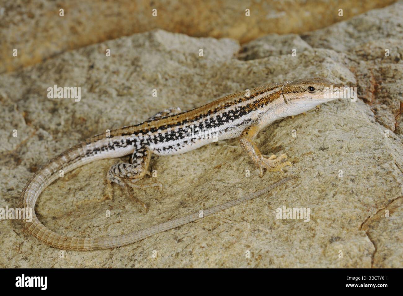 Socotran Wall Lizard (Mesalina kuri), adult, standing on rock, Abd el ...