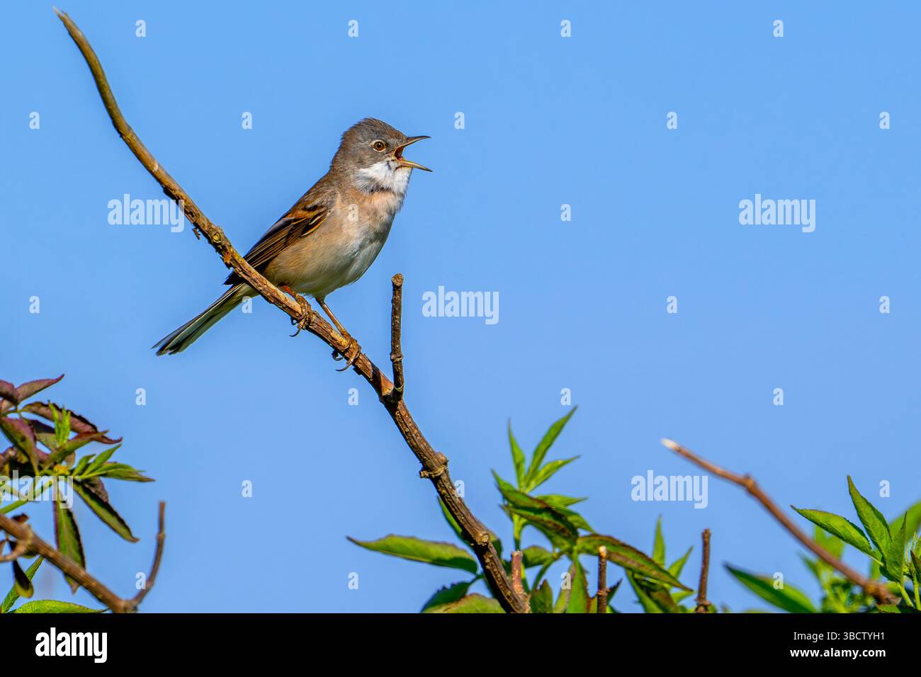 Common whitethroat / greater whitethroat (Curruca communis / Sylvia ...