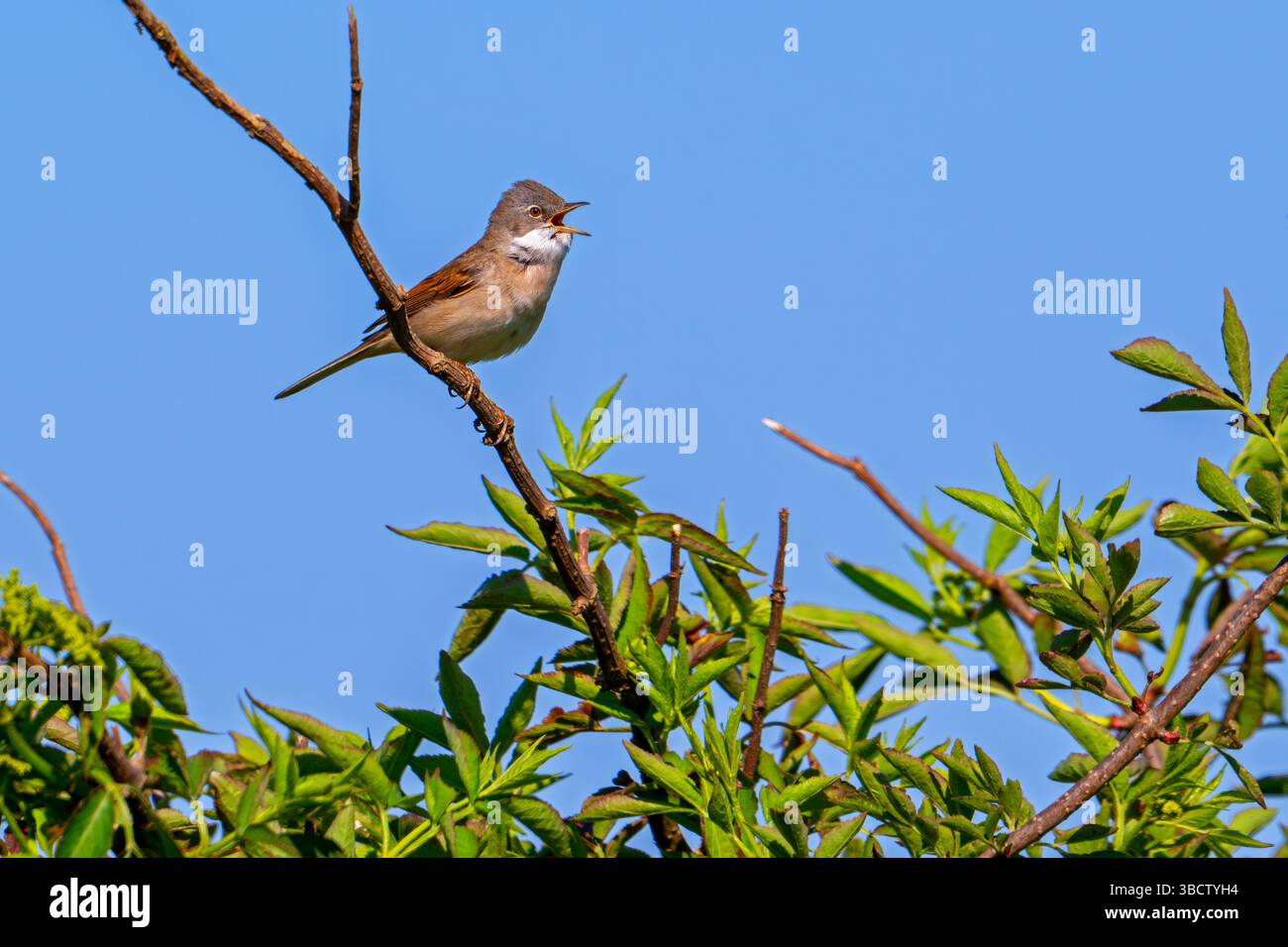 Common whitethroat / greater whitethroat (Curruca communis / Sylvia ...