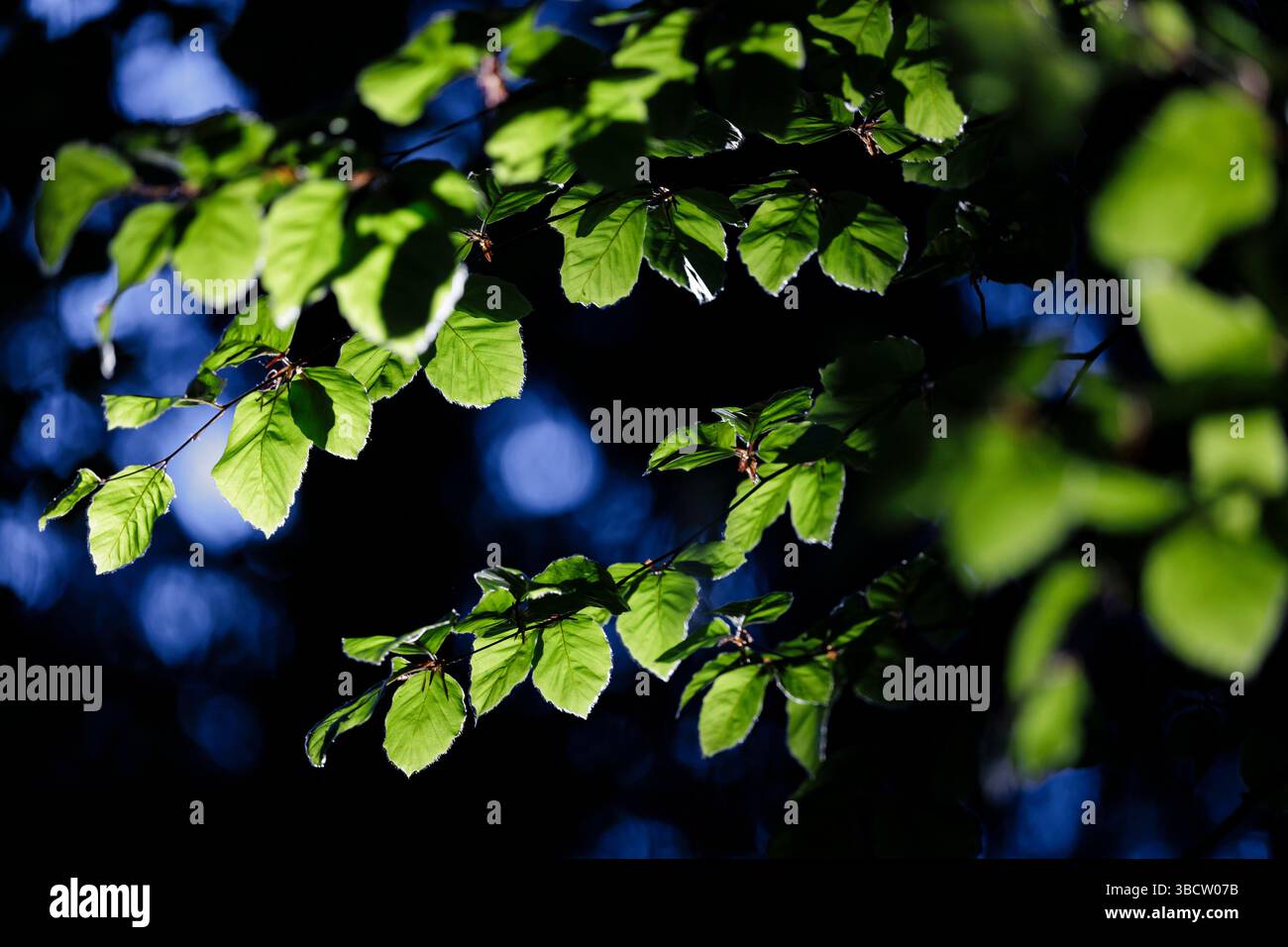 Prerow, Deutschland. 16th May, 2025. Leaves of a beech tree. Prerow ...