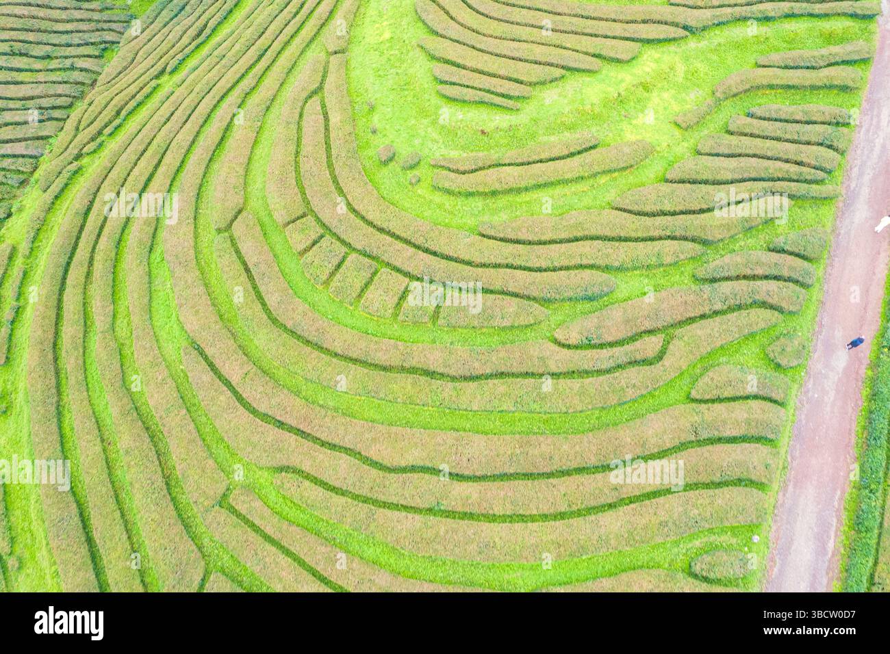 top down drone aerial view of a tea plantation, background texture ...