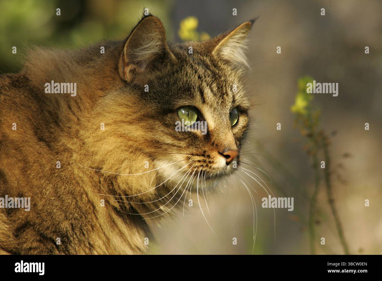 Domestic Cat (Felis catus), portrait, in dappled sunlight, Swaziland ...
