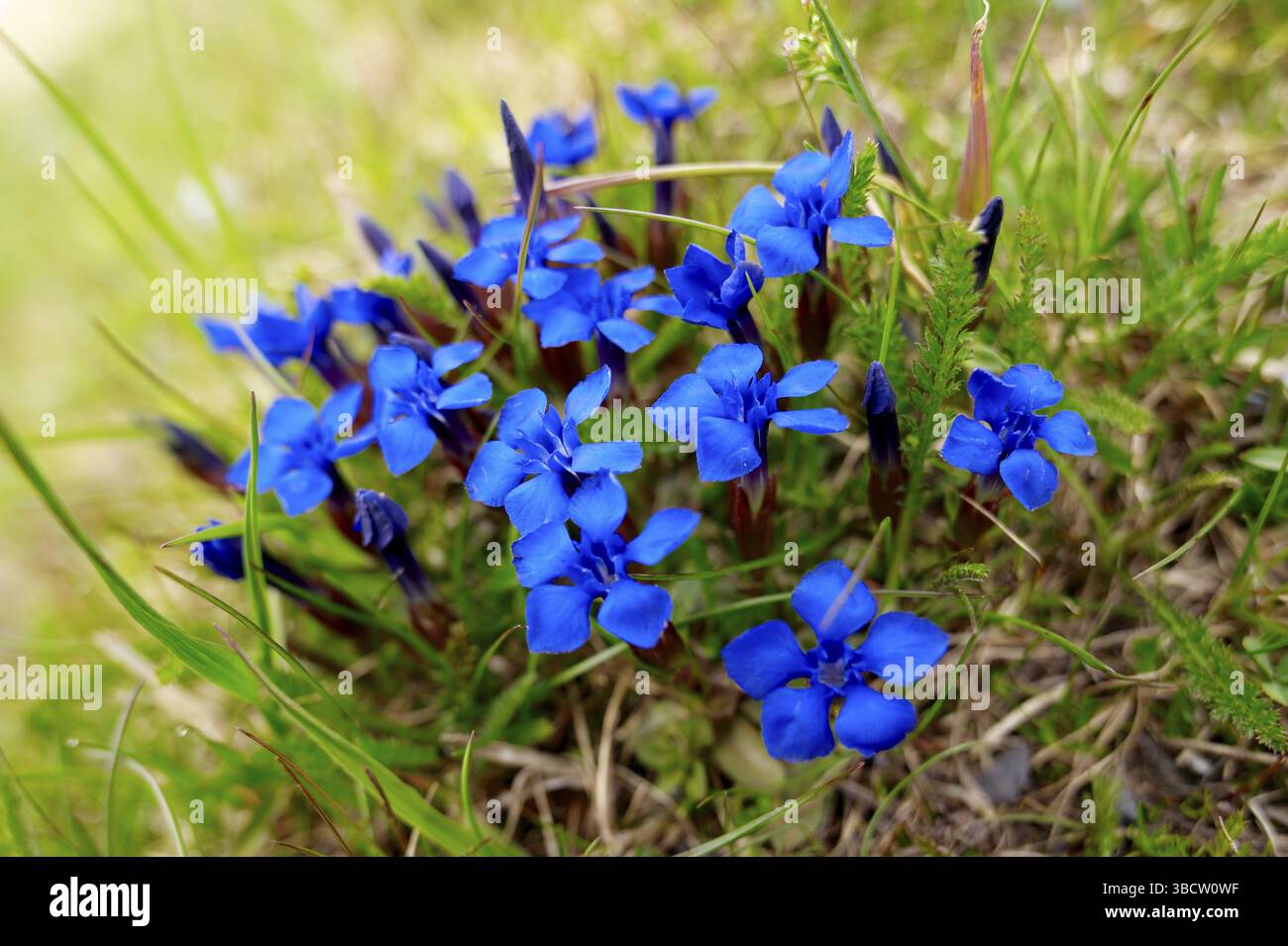 Spring Gentian (Gentiana verna), Bernese Alps, Switzerland, Europe ...