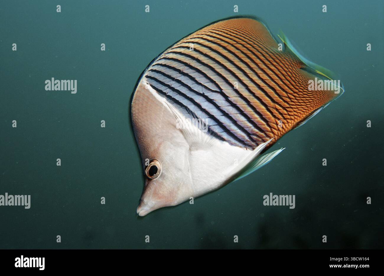 White-face Butterflyfish (Chaetodon mesoleucos), Djibouti, Afar ...