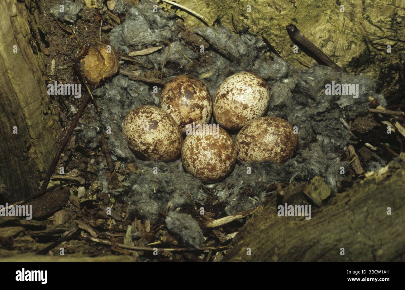 Common Kestrel (Falco tinnunculus) nest and eggs Stock Photo - Alamy