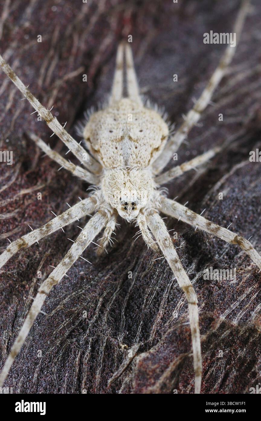 Socotran Two-tailed Spider (Hersilia wraniki), adult, on Dragon-blood ...