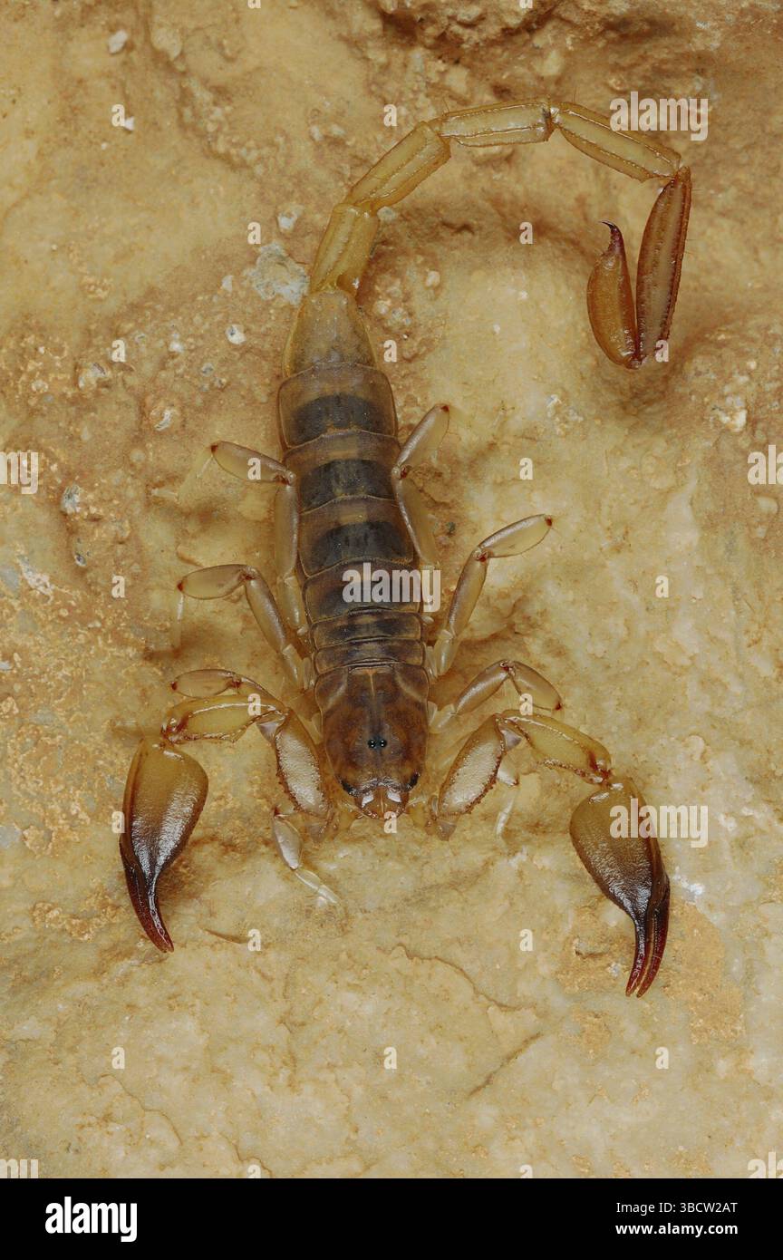 Socotran Scorpion (Hemiscorpius socotranus), adult, on rock, Socotra ...
