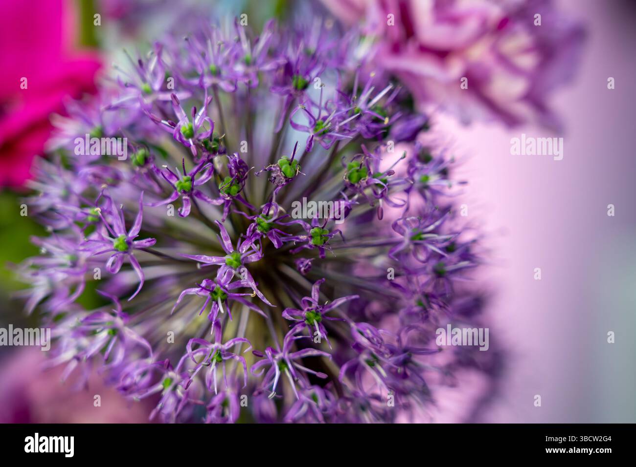 A striking purple allium flower showcases its intricate petals and ...