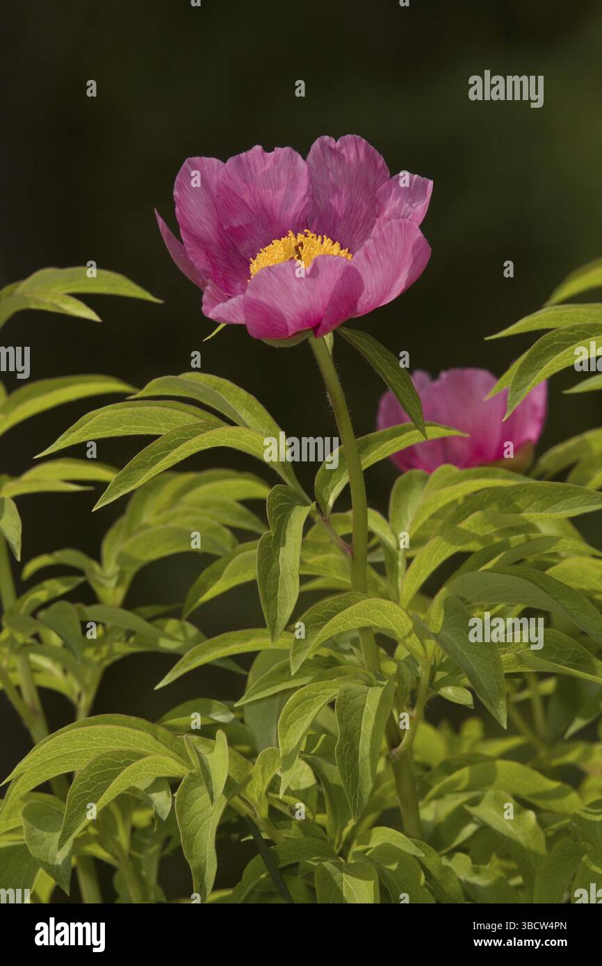 European Peony (Paeonia officinalis), flower, growing in woodland ...