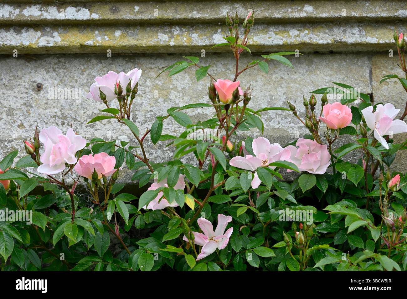 Delicate pink spring flowers of rambling rose, Rosa Open Arms UK garden ...