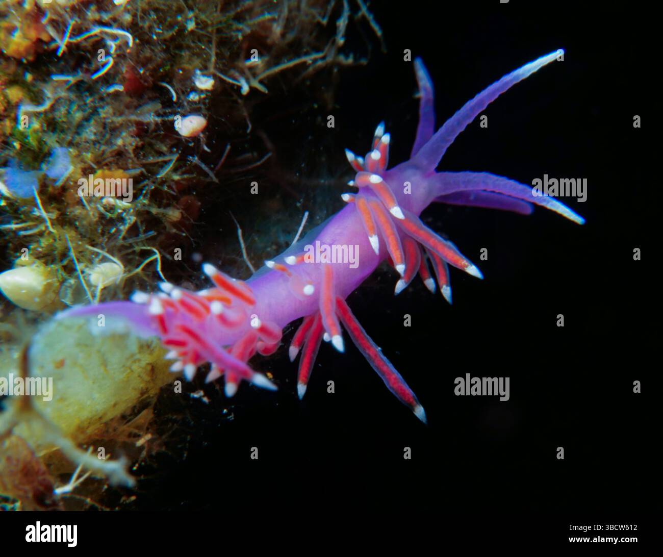 Edmundsella hi-res stock photography and images - Alamy