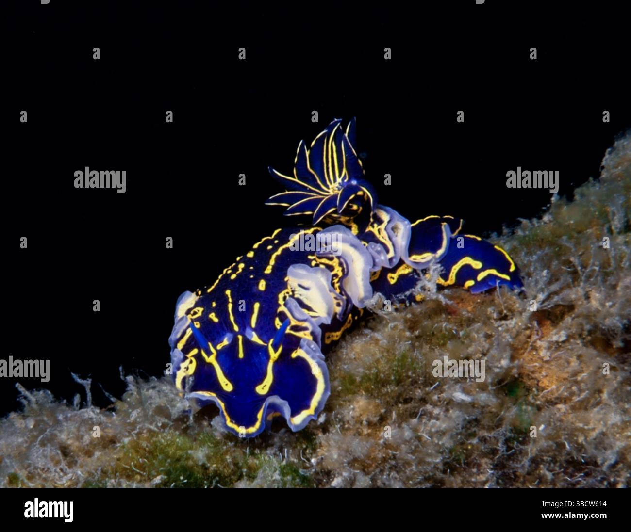 Regal themes hi-res stock photography and images - Alamy
