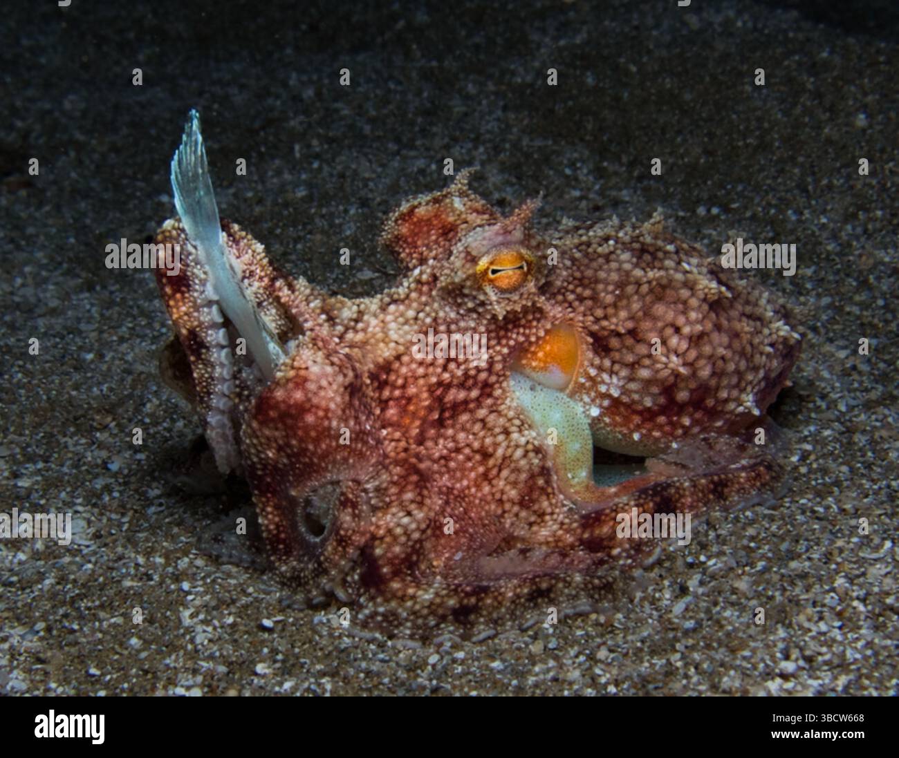 Octopus having dinner hi-res stock photography and images - Alamy