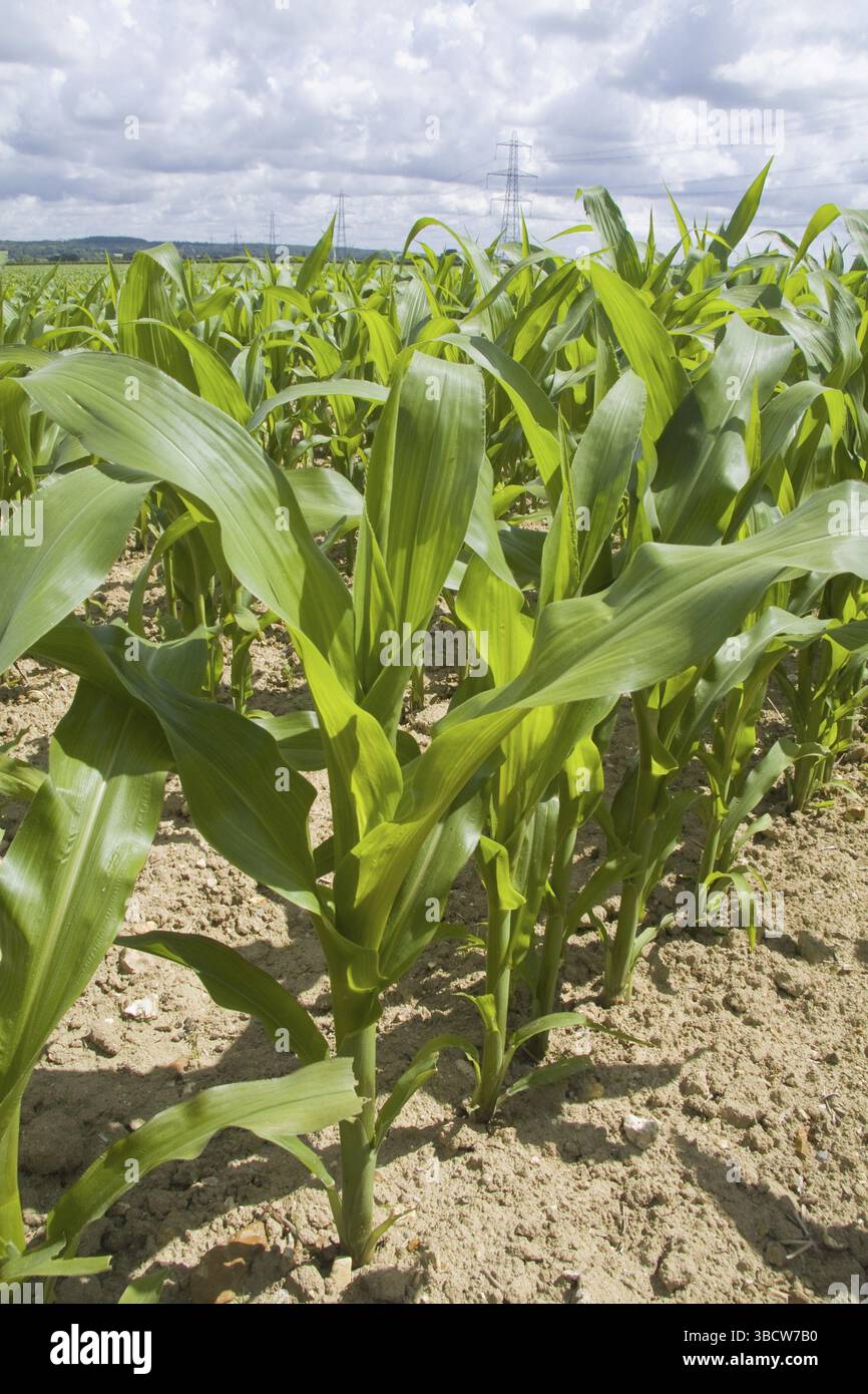 Maize (Zea mays) crop, plants growing in field, Woodsford, Dorset ...