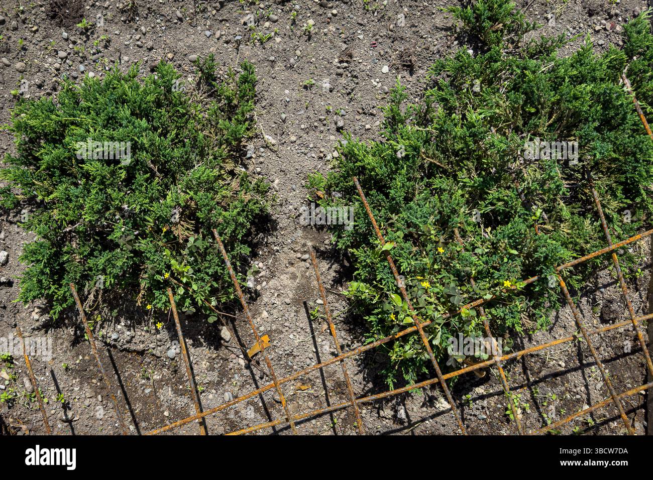 Small conifer bushes in dry soil next to rusty metal grid. Urban ...