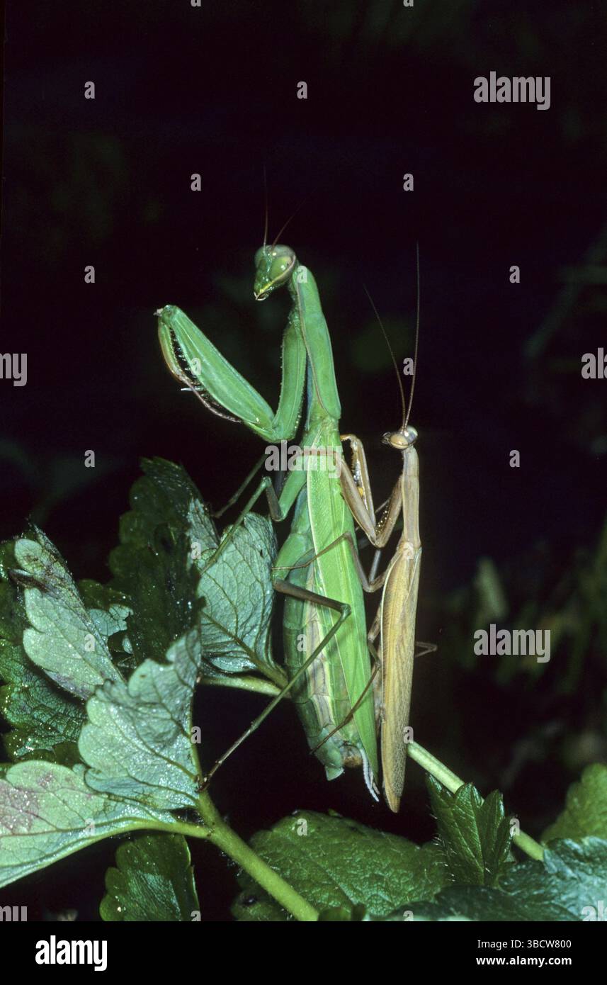 Praying Mantis (Mantis religiosa) adult pair, mating Stock Photo - Alamy