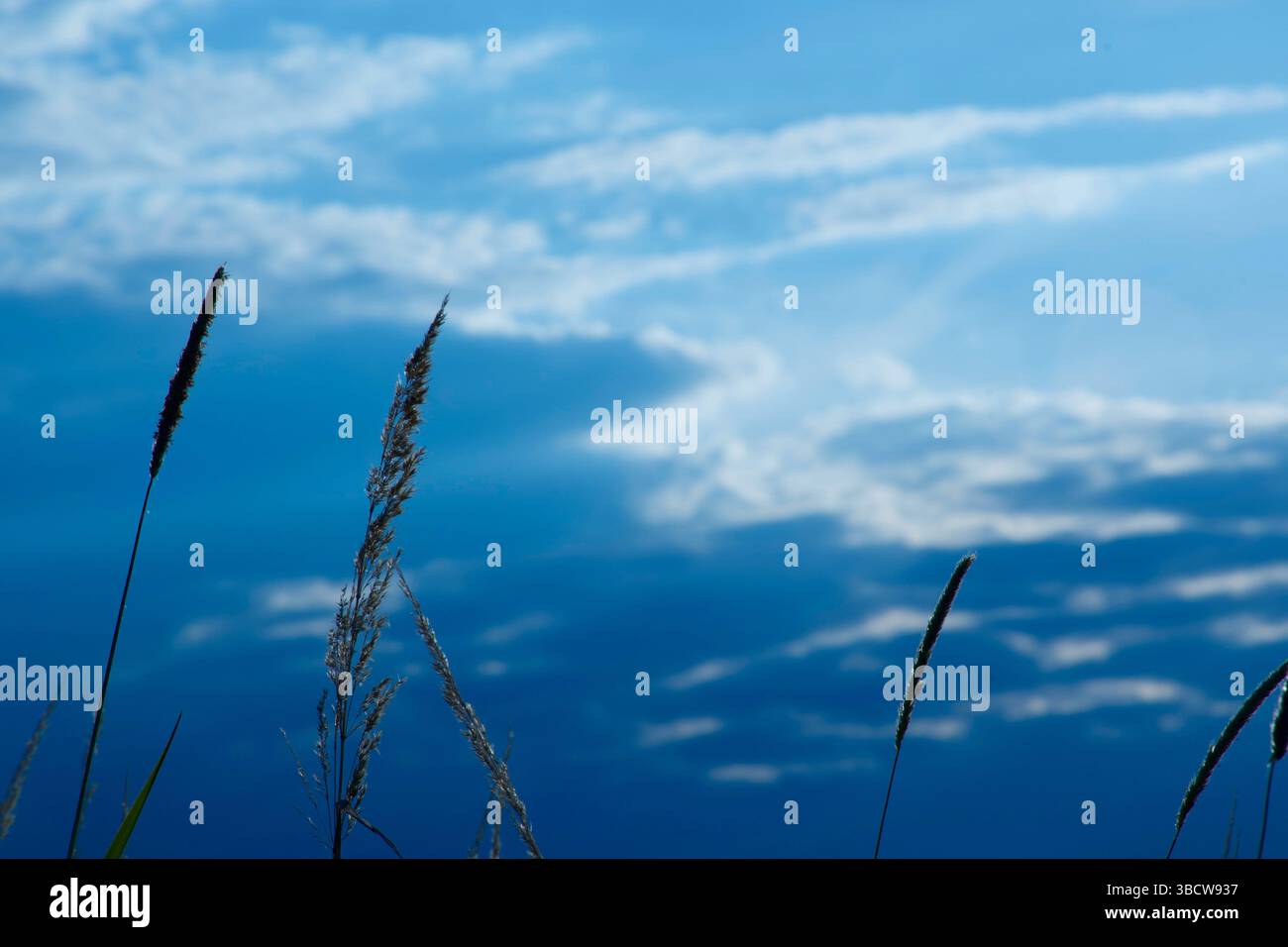 Contrast to blue sky hi-res stock photography and images - Alamy