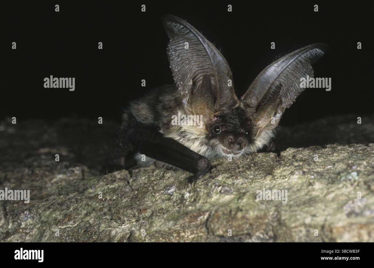 Grey long-eared Bat (Placotus austriacus), looking up over rock, ears ...
