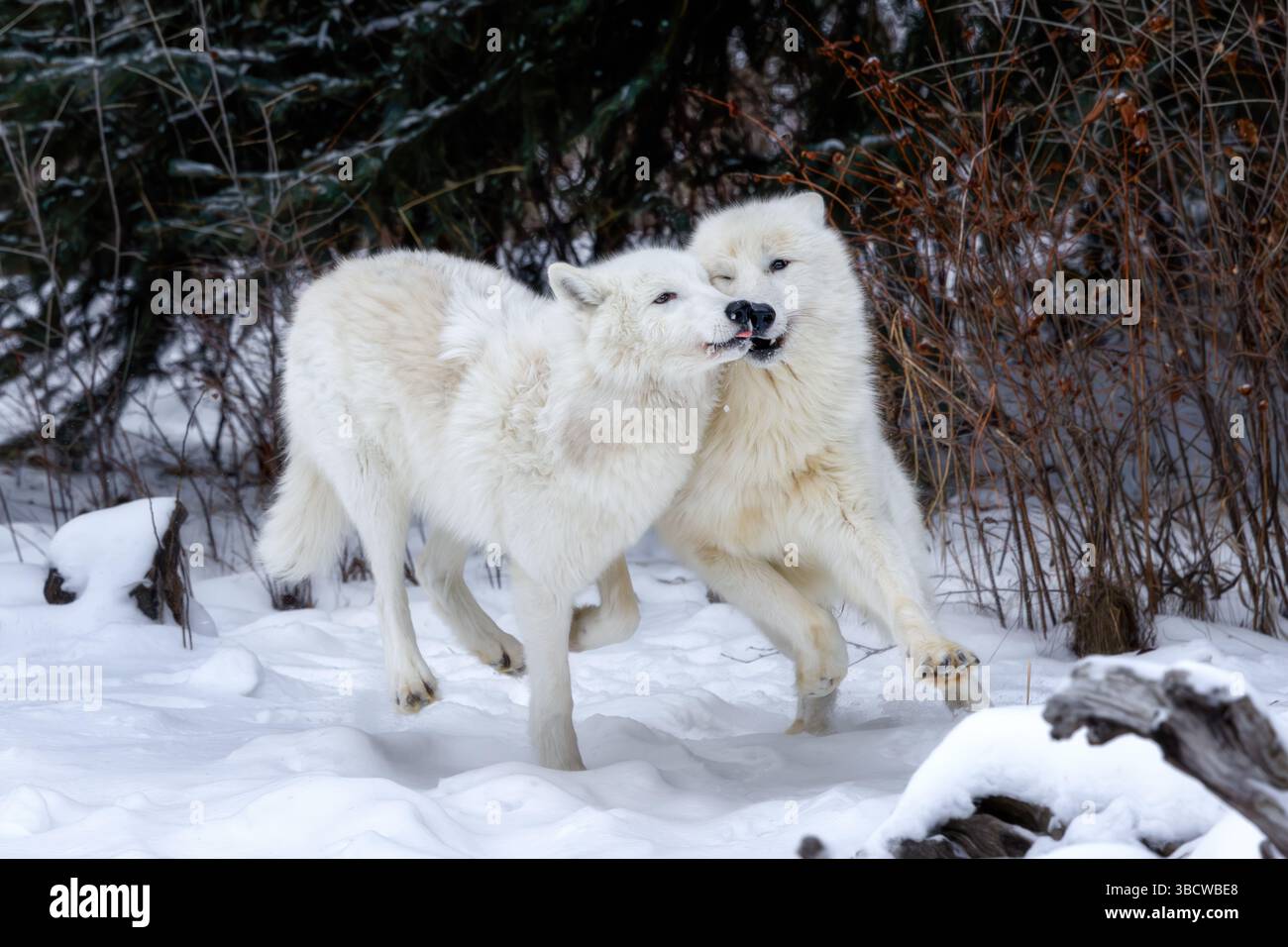 The Arctic wolf also known as the white wolf, polar wolf, and the ...
