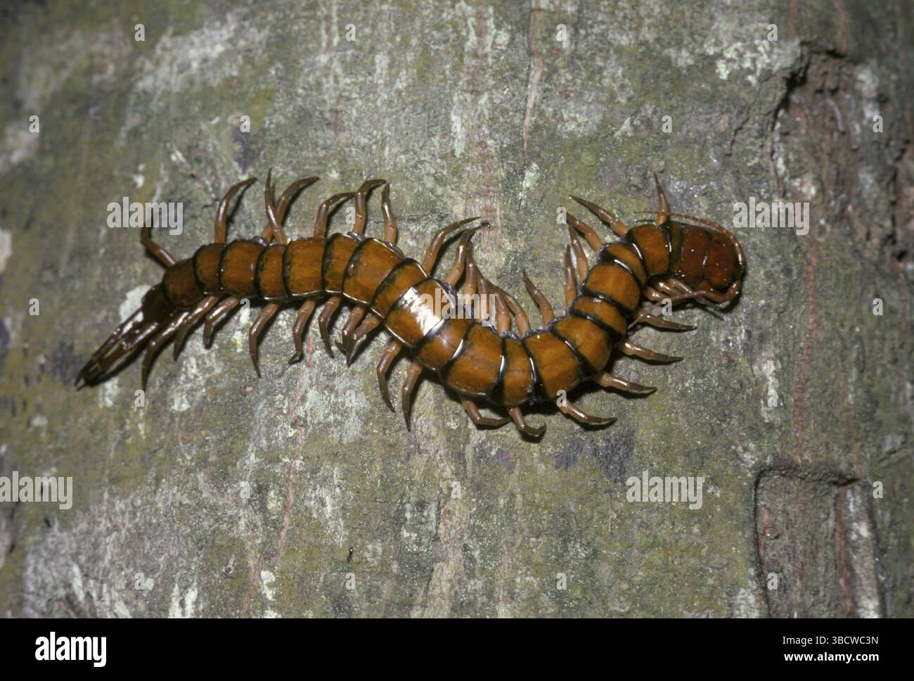 Scolopendra morsitains centipede on tree bark Stock Photo - Alamy