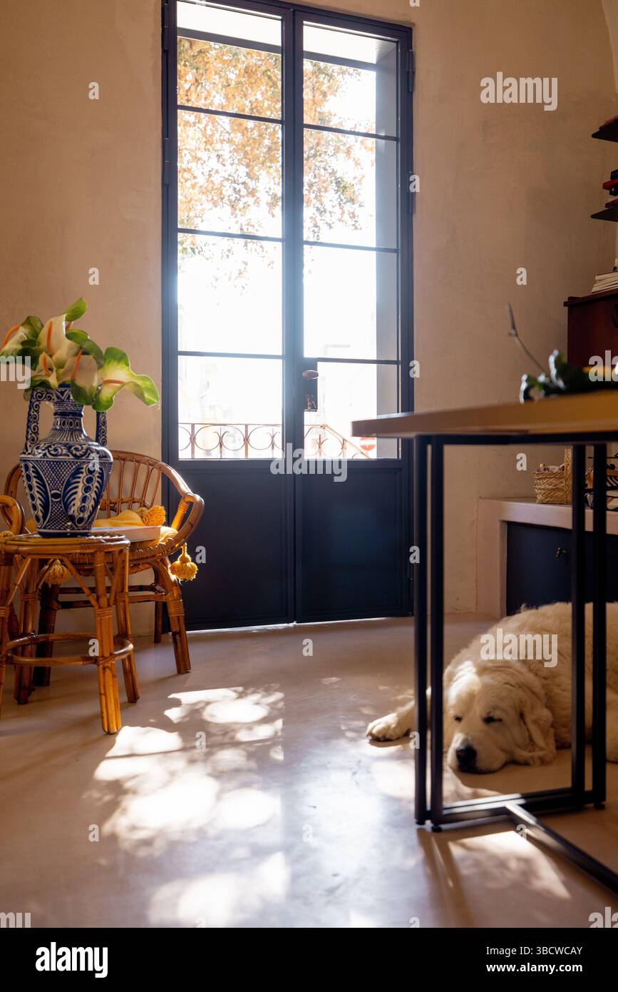 A peaceful room filled with warm light and a sleeping dog. Perfect for ...