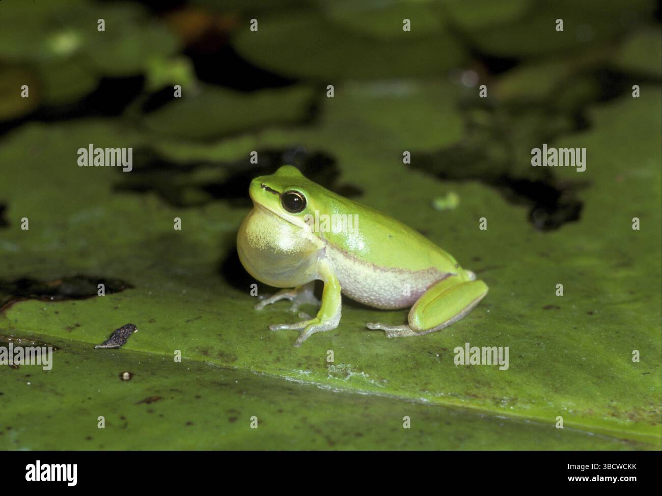 Dwarf Tree Frog (Litoria fallax), male, on leaf, calling, Australia ...