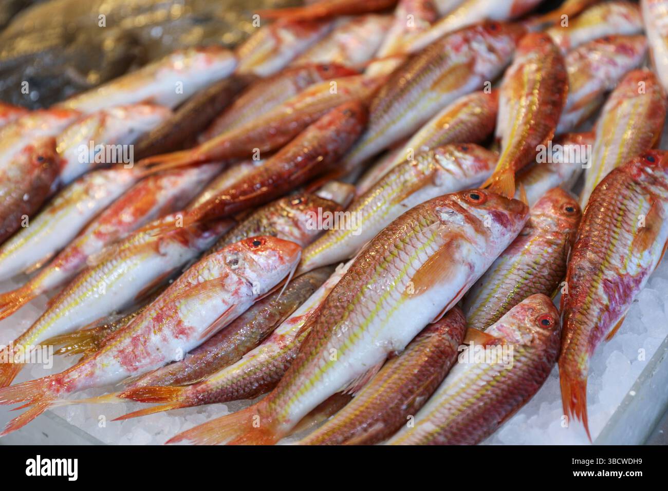 Red striped mullet fishes or Mullus surmuletus on ice in Greek fish ...