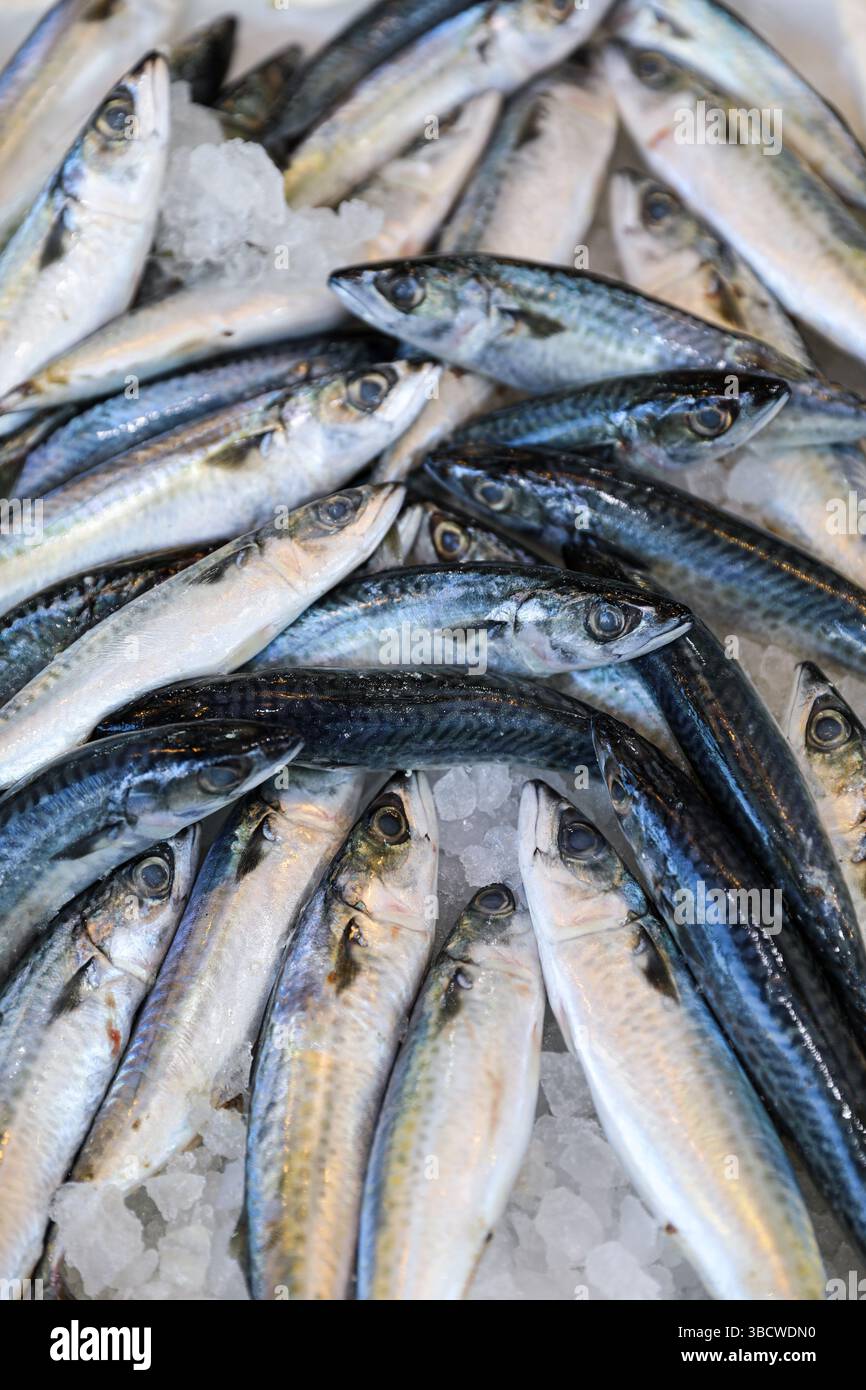 Chub mackerel or Scomber japonicus fishes in box at Greek fish market ...