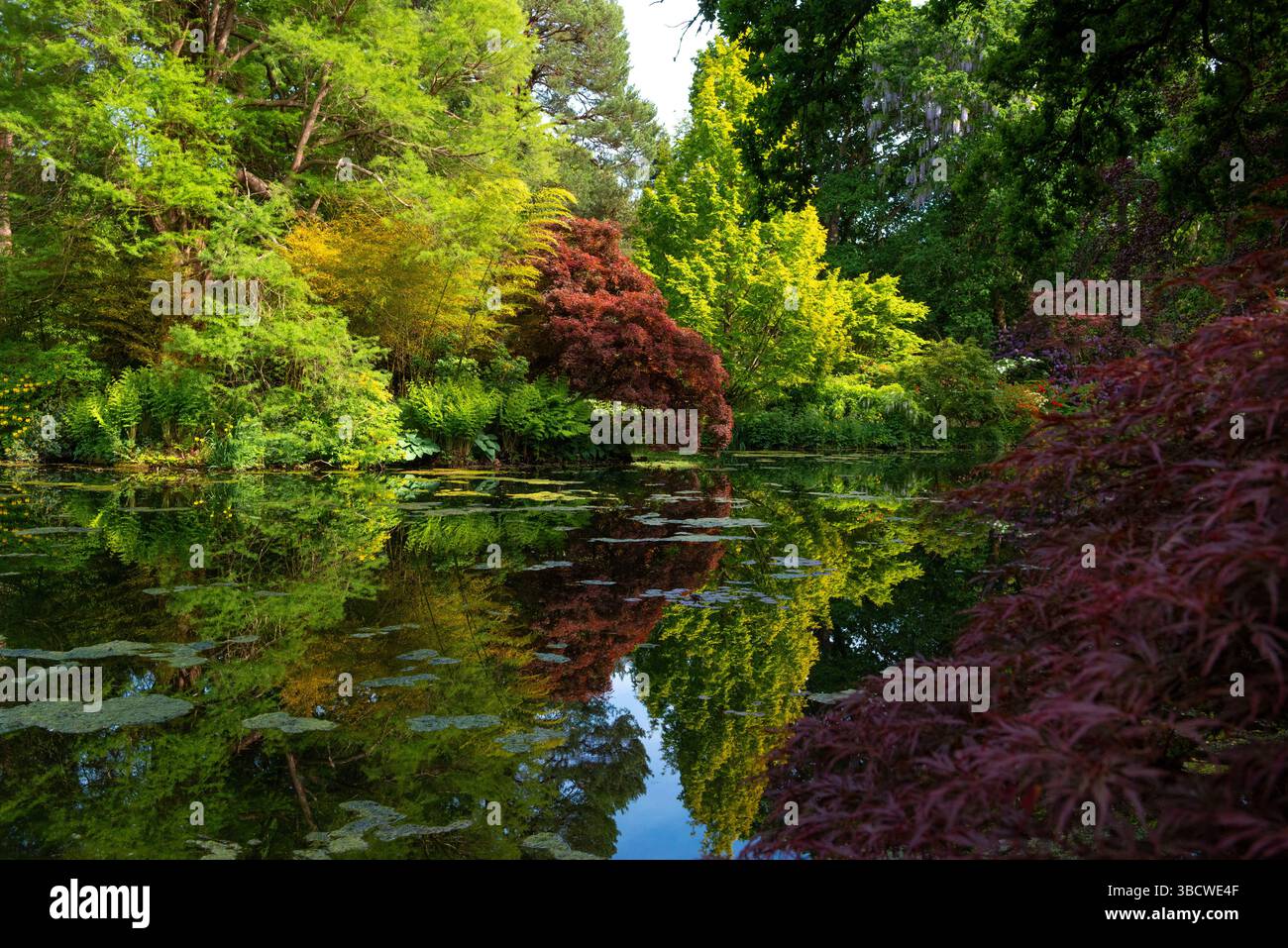 Exbury Gardens pond capturing the vivid reflections of flourishing ...
