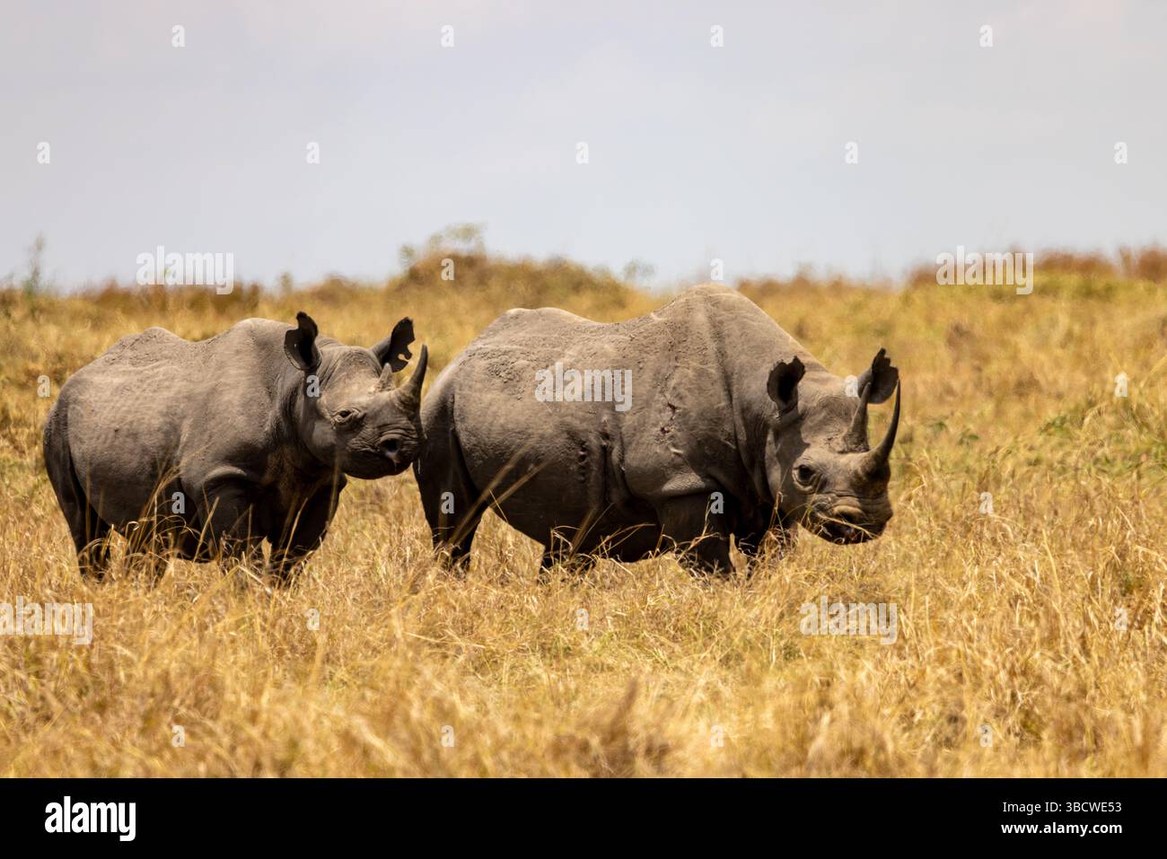 Rhino like horn hi-res stock photography and images - Alamy