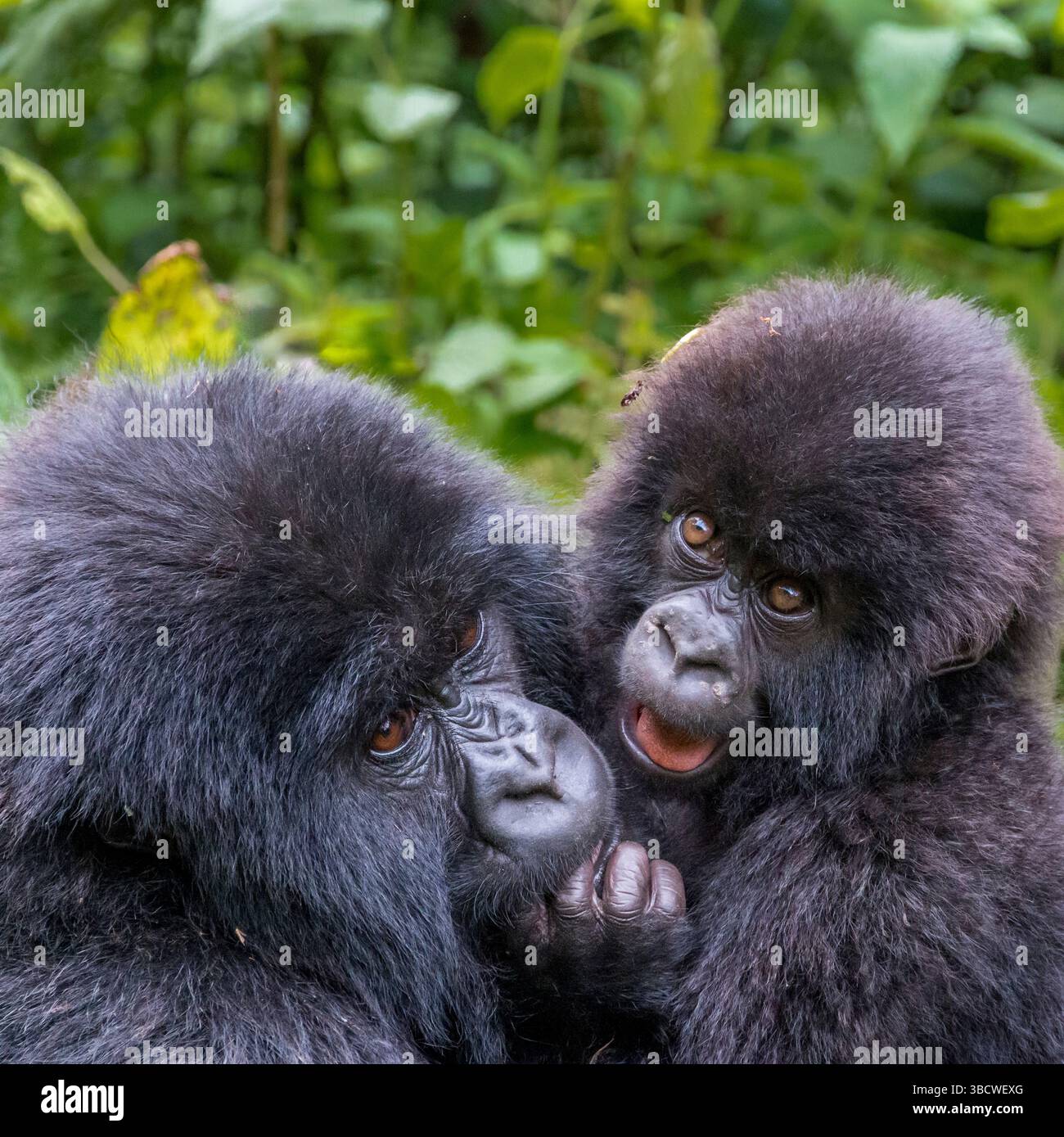 Africa, Rwanda, Musanze District, Volcanoes National Park, Ruhengeri ...