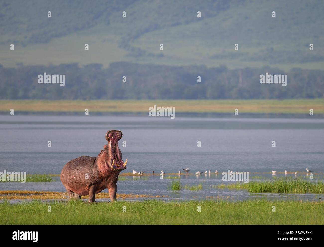 Africa, Tanzania, Ngorongoro Conservation Area. Hippo with open mouth ...