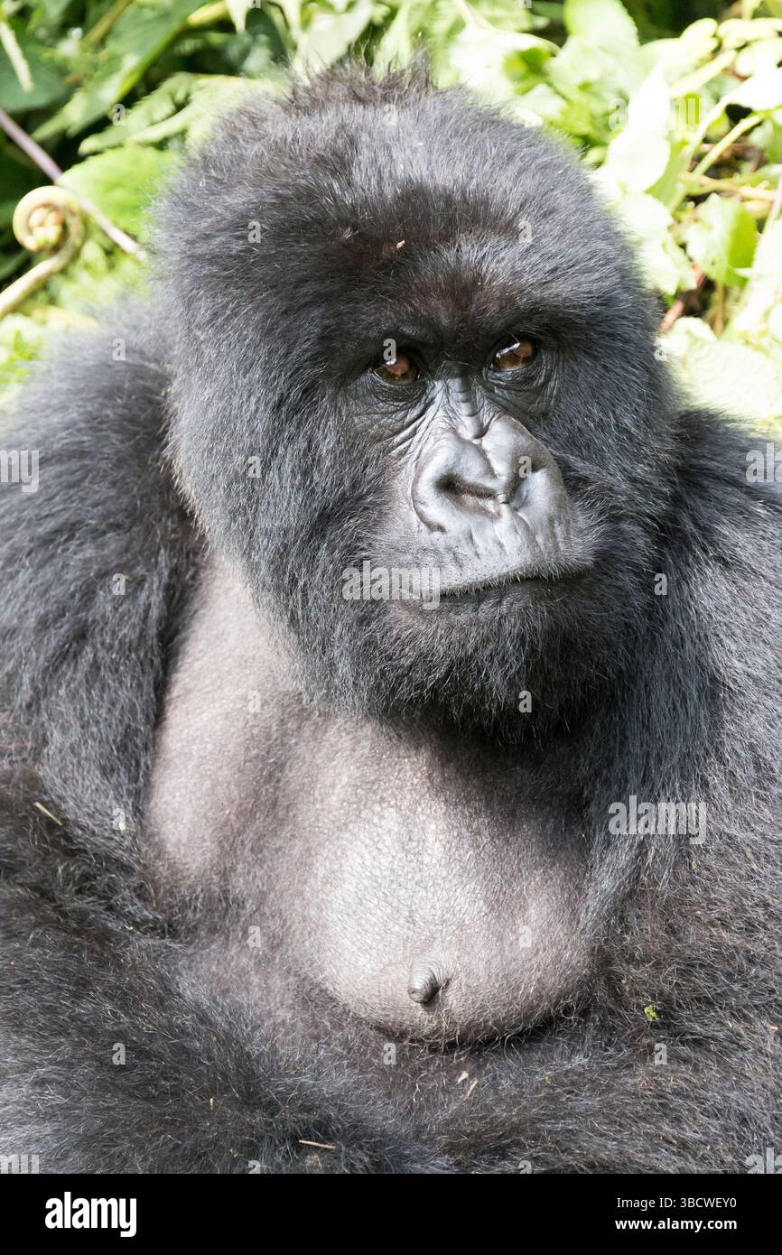 Africa, Rwanda, Musanze District, Volcanoes National Park, Ruhengeri ...