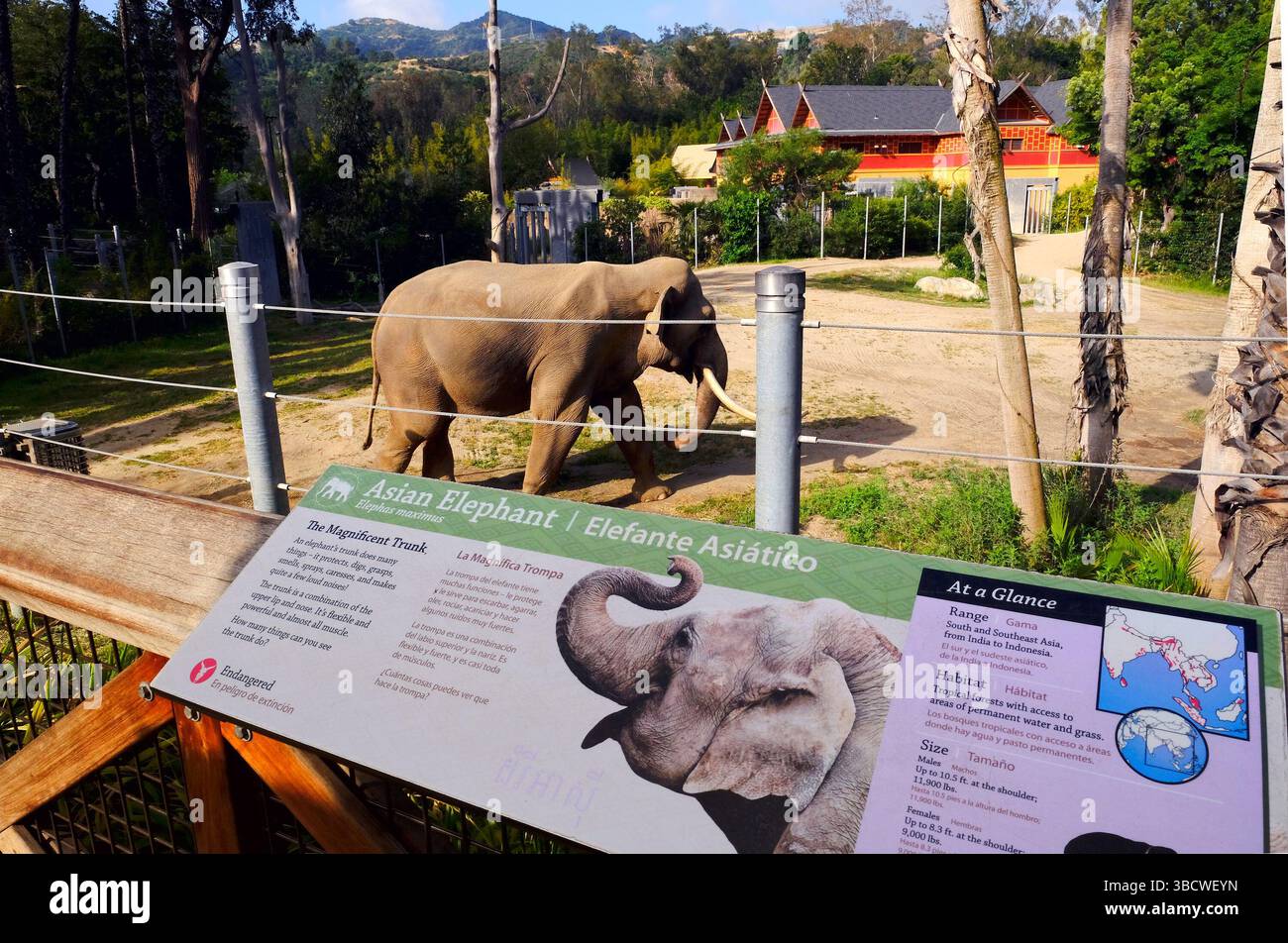 Billy, a male Asian elephant, roams in his habitat at the Elephants of ...