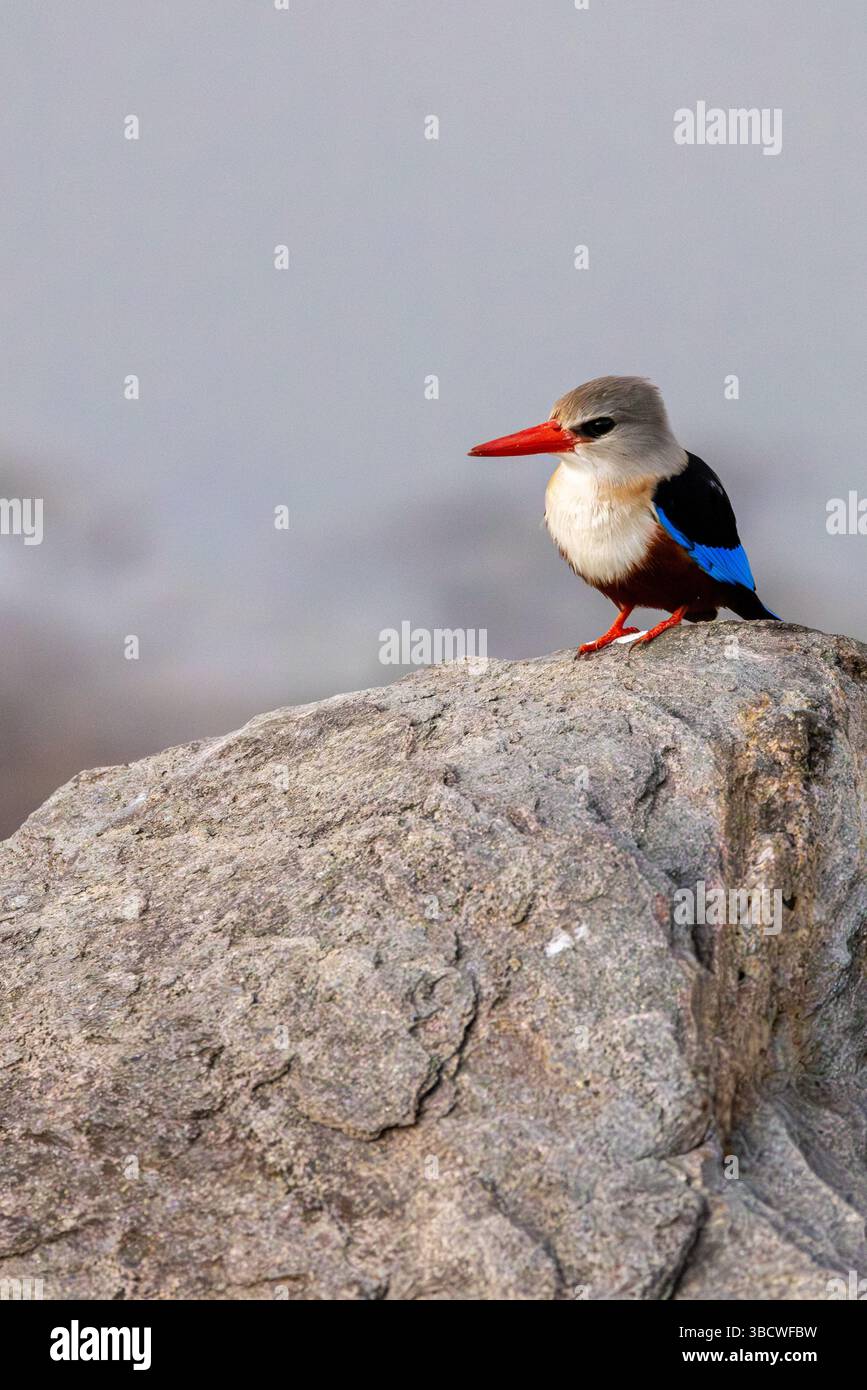 Grey headed kingfisher photos hi-res stock photography and images - Alamy