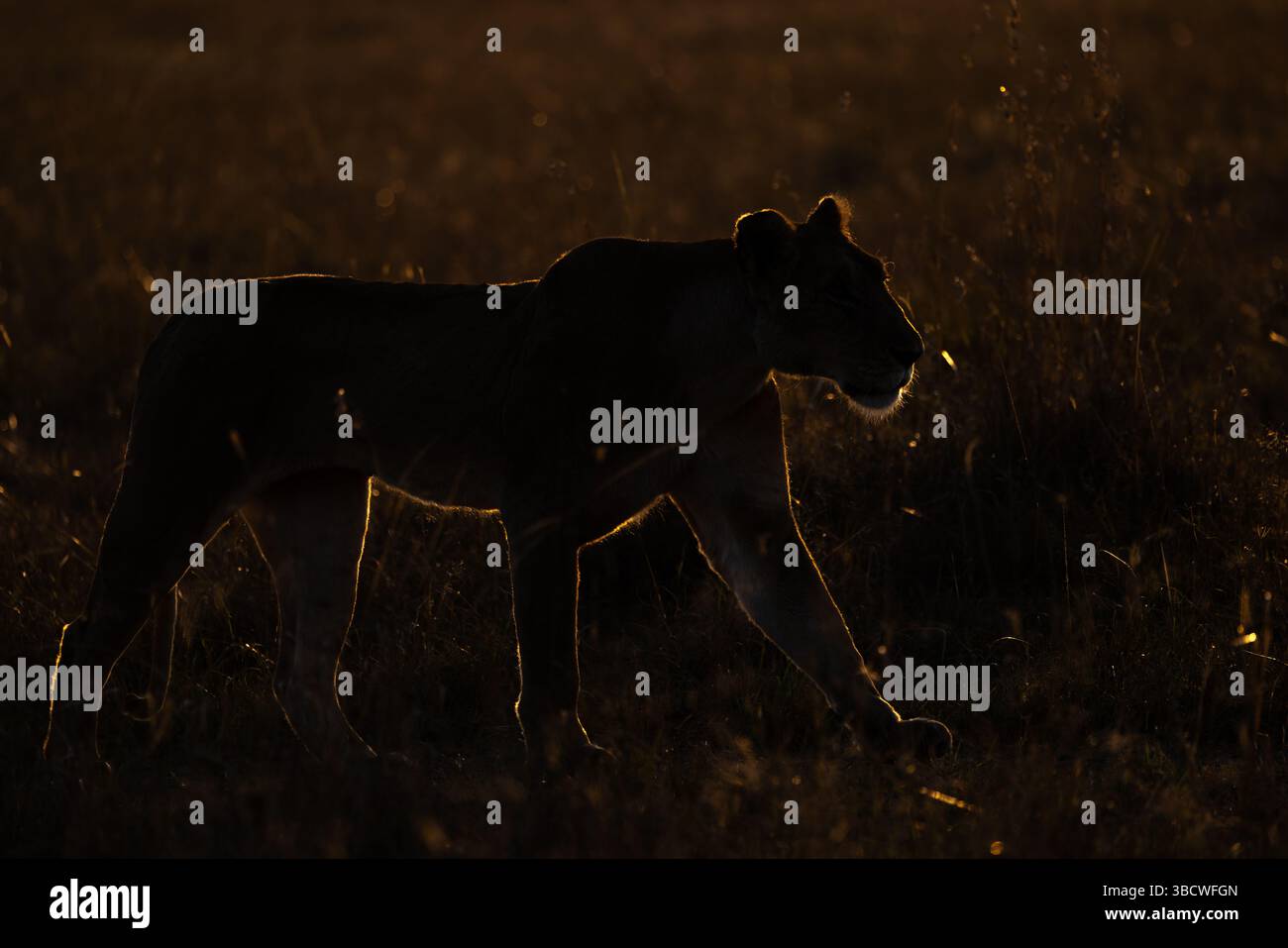 Lioness with rim lighting Stock Photo - Alamy
