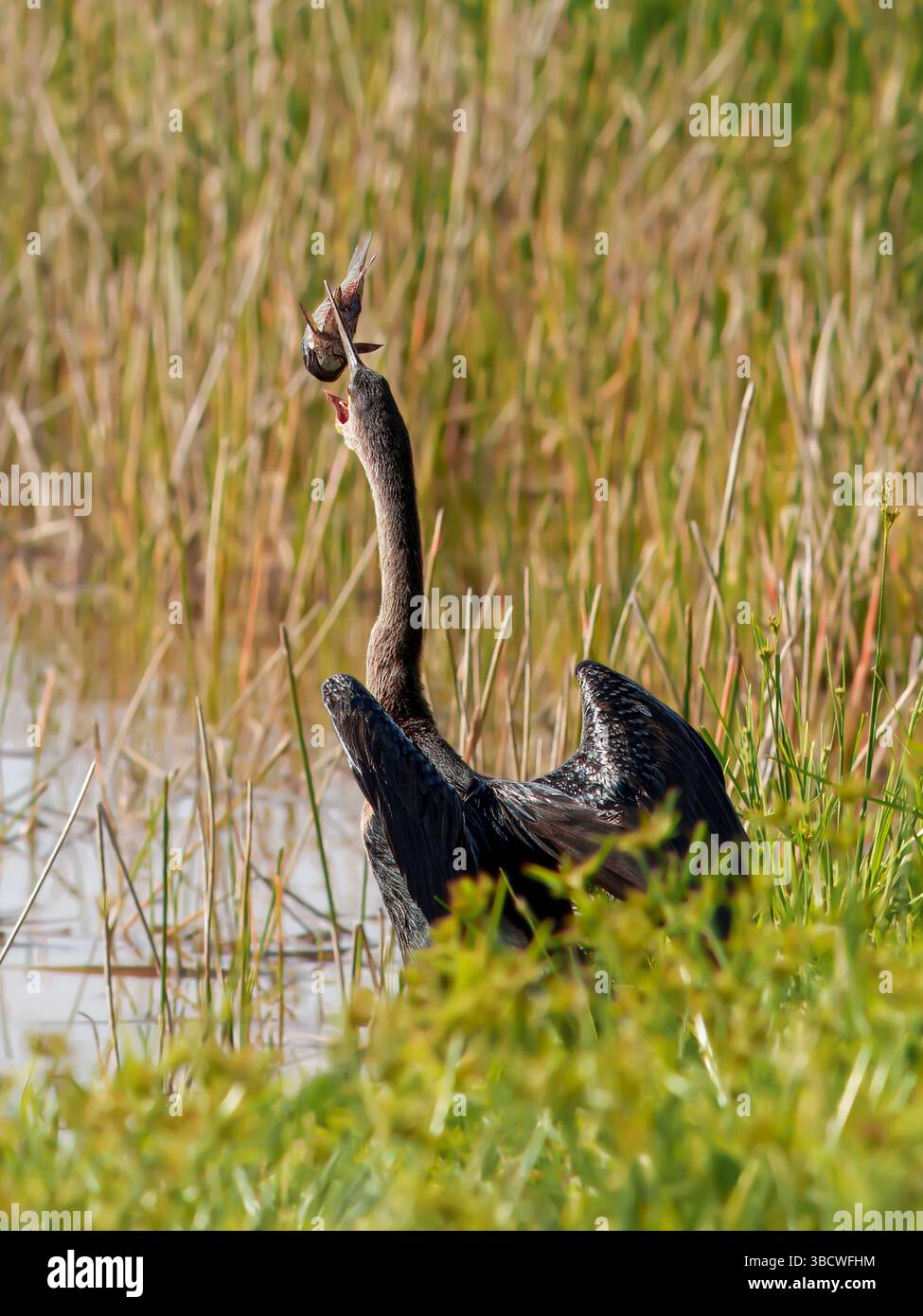 Anhinga bird (a.k.a. snakebird or darter) with a freshly caught fish ...