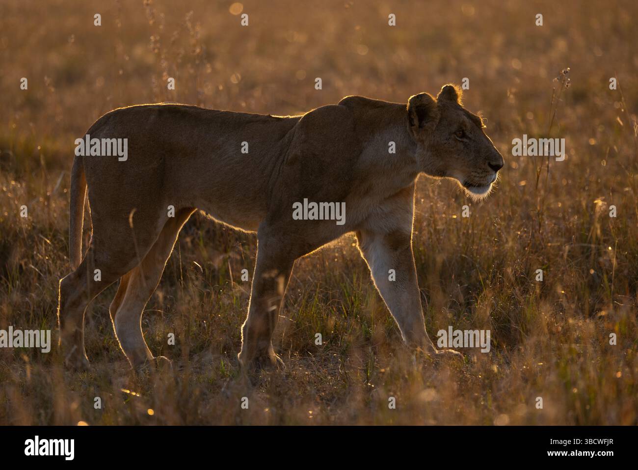 Lioness with rim lighting Stock Photo - Alamy