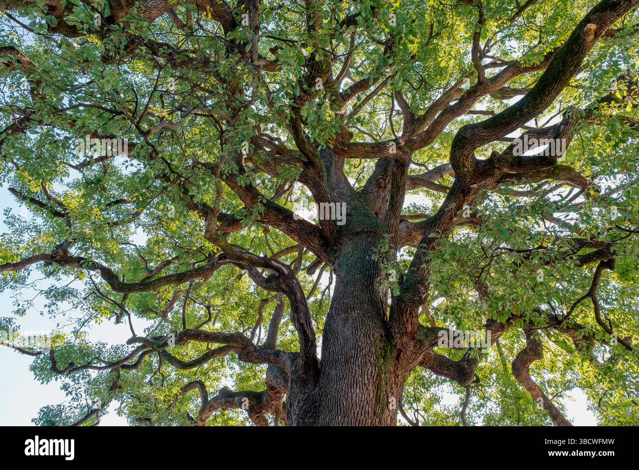 Japanese Camphor tree, Meiji Jingu shrine, Shibuya, Tokyo, Japan Stock ...