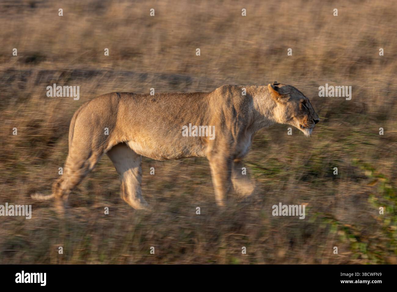 Tail of lioness hi-res stock photography and images - Alamy
