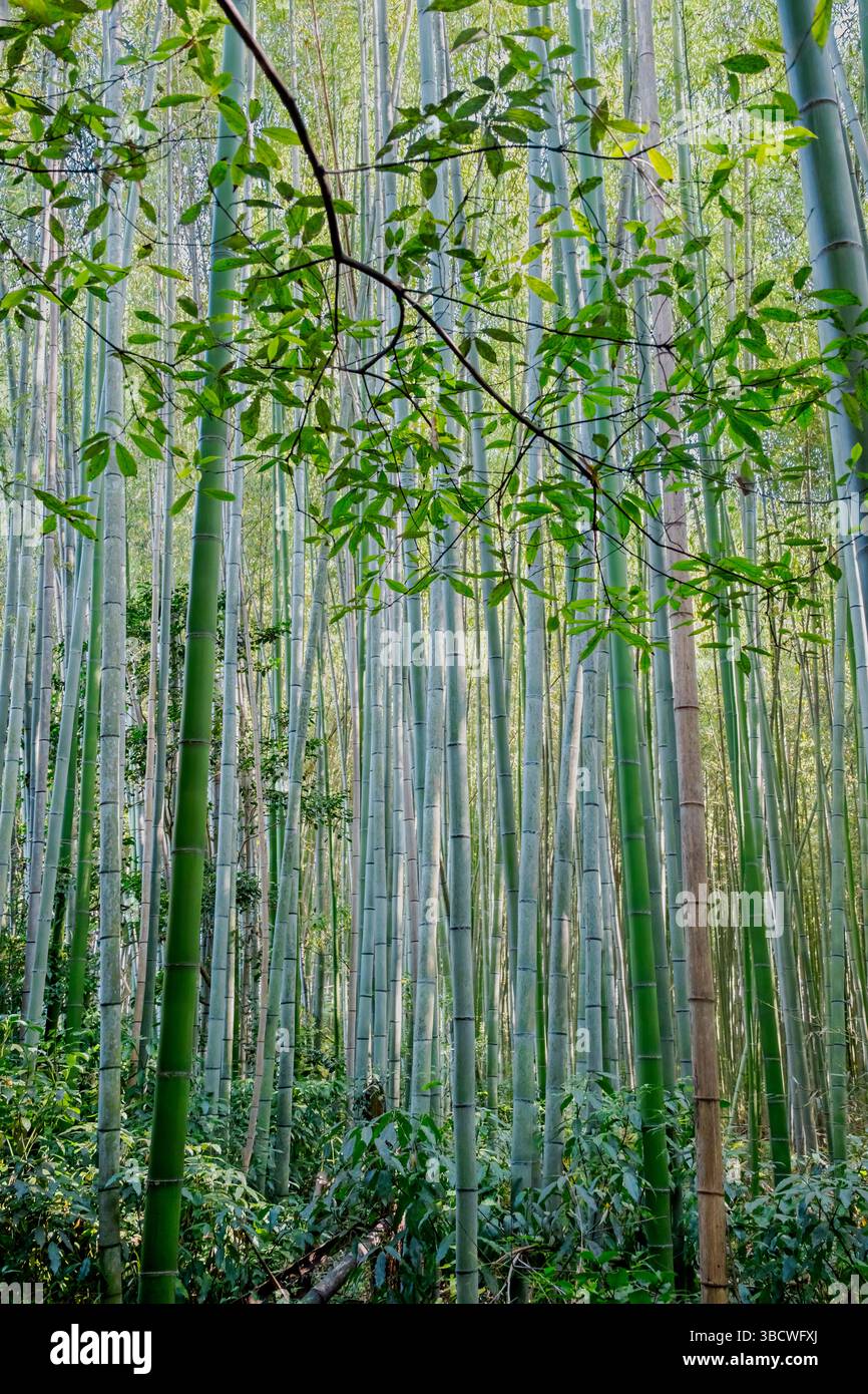 Sagano Bamboo Forest, Arashiyama, Kyoto, Japan Stock Photo - Alamy
