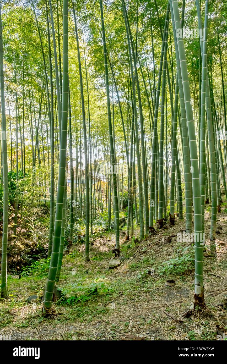 Sagano Bamboo Forest, Arashiyama, Kyoto, Japan Stock Photo - Alamy