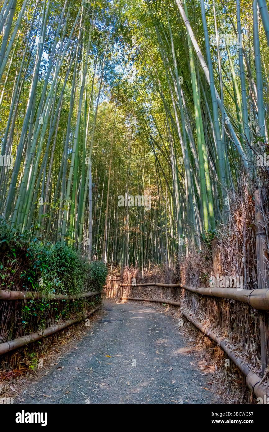 Sagano Bamboo Forest, Arashiyama, Kyoto, Japan Stock Photo - Alamy