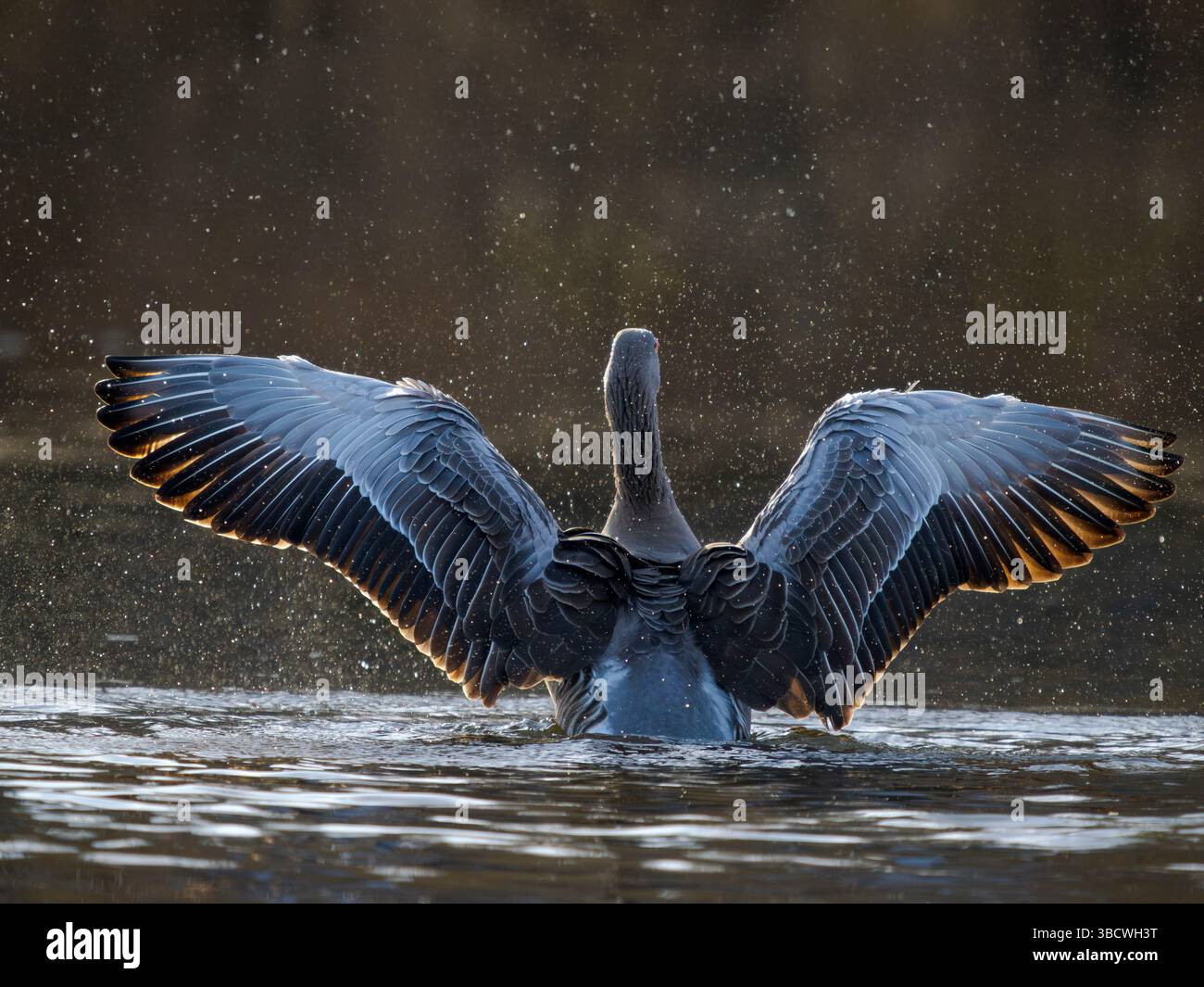 Graylag Goose (Anser anser), probably the ancestor of the domesticated ...