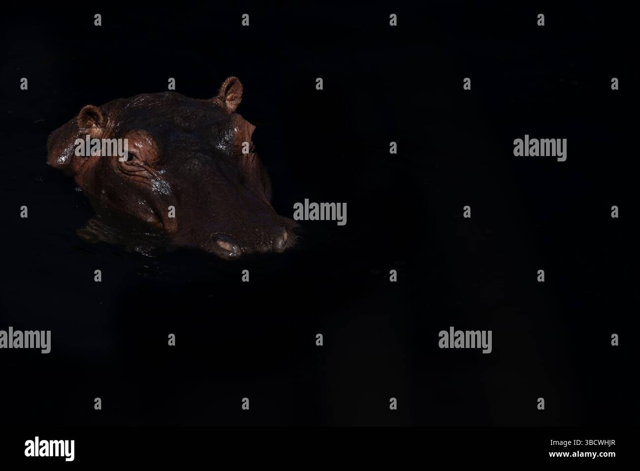Hippopotamuses nile hi-res stock photography and images - Alamy