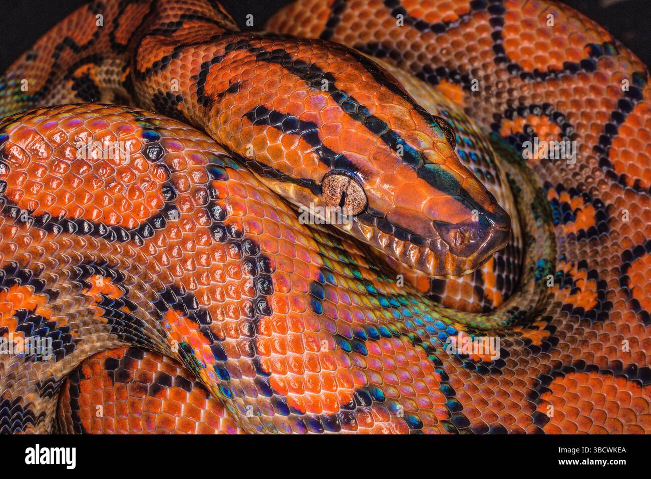South America. Brazilian rainbow boa constrictor close-up Stock Photo ...