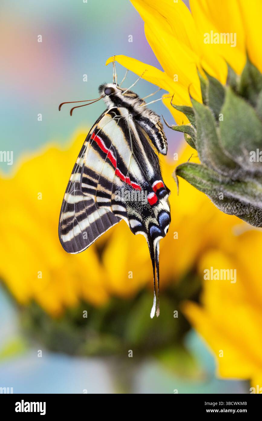 Zebra swallowtail butterfly, native to eastern US, on sunflowers Stock ...
