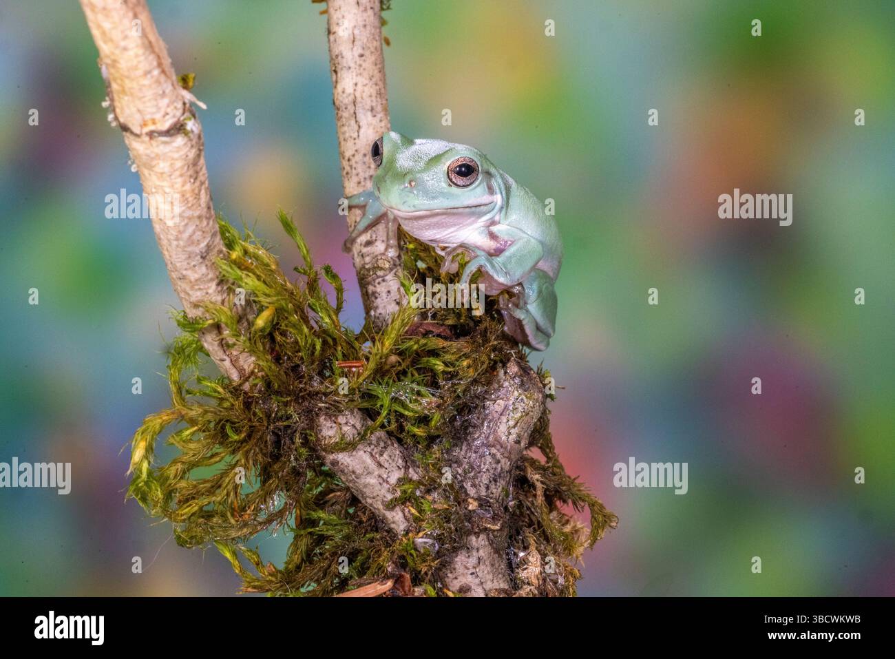 Washington state amphibian hi-res stock photography and images - Alamy