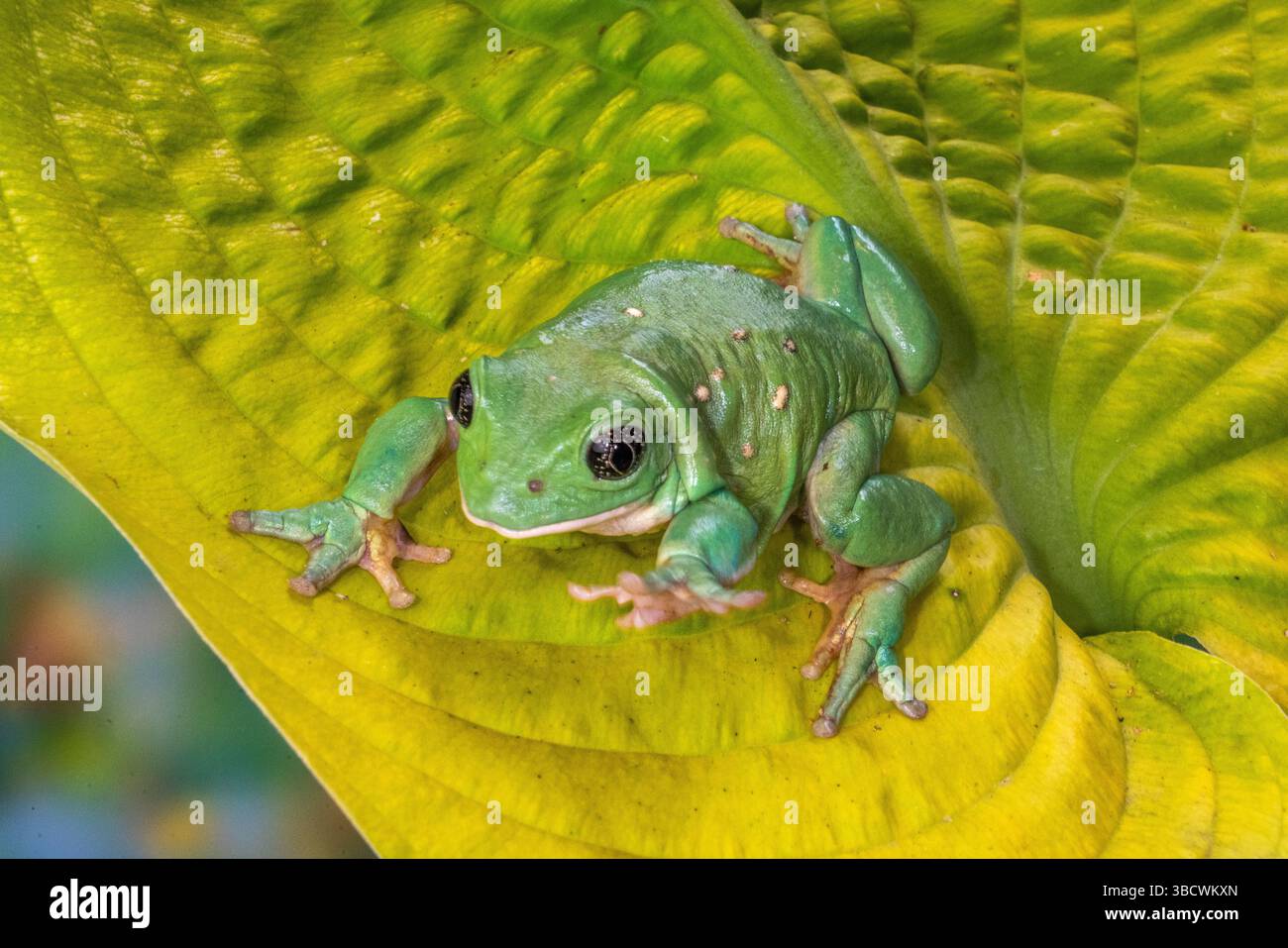 Washington state amphibian hi-res stock photography and images - Alamy