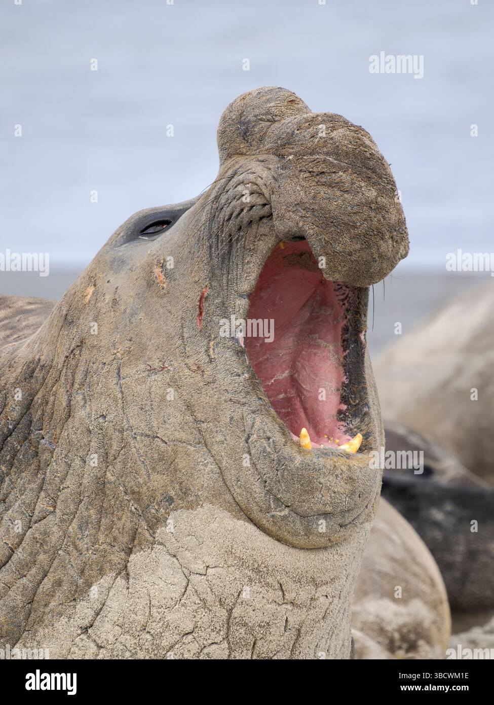 Dominant Bull, aggressive posture, defending its harem. Southern ...